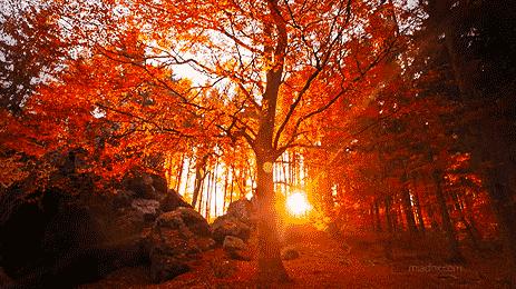 Autumn和fall还傻傻分不清楚？今天我们说道说道…… - 知乎