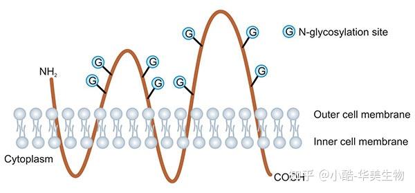 PROM1：一种新的肿瘤干细胞CSCs表面标志物，未来新分子靶点！ - 知乎