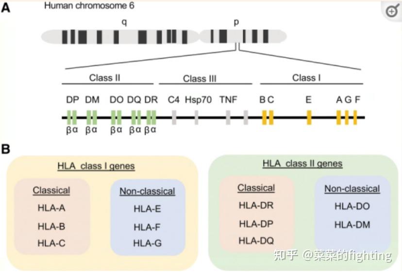 hla分型报告怎么看？ - 知乎