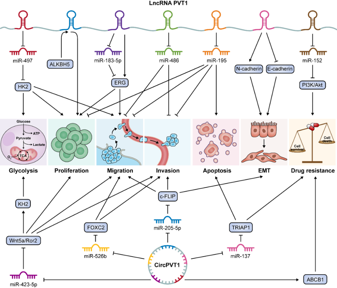 Cell Death Discov 综述︱非编码RNA PVT1在骨肉瘤中的作用：lncRNA PVT1和circPVT1 - 知乎