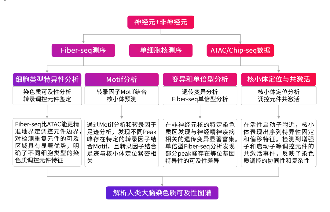 贝瑞基因解密：解锁人类基因组奥秘的“超级钥匙”——Fiber-seq - 知乎