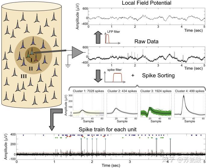 Spike Sorting在脑神经学研究中有多重要？ - 知乎