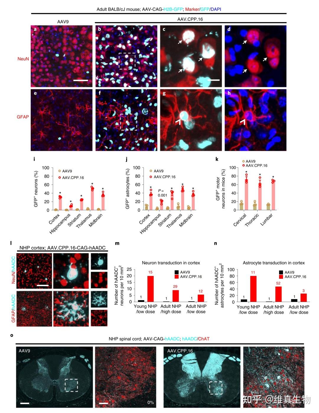 AAV能突破CNS疾病基因治疗的血脑屏障吗？ - 知乎