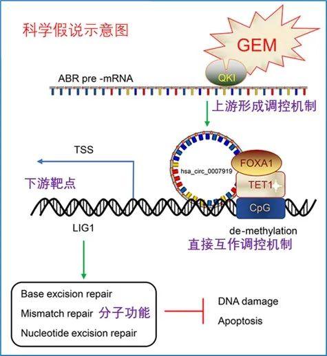 巧用IP/RIP/ChIP/ChIRP探究circRNA促进胰腺癌耐药的调控网络 - 知乎