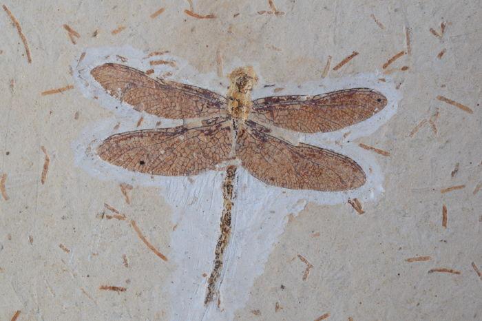 【Evolution of Odonata】Dragonflies & Damselflies - 知乎