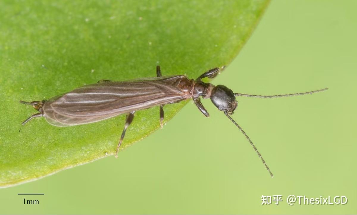 不全变态的昆虫有哪些？ - 知乎