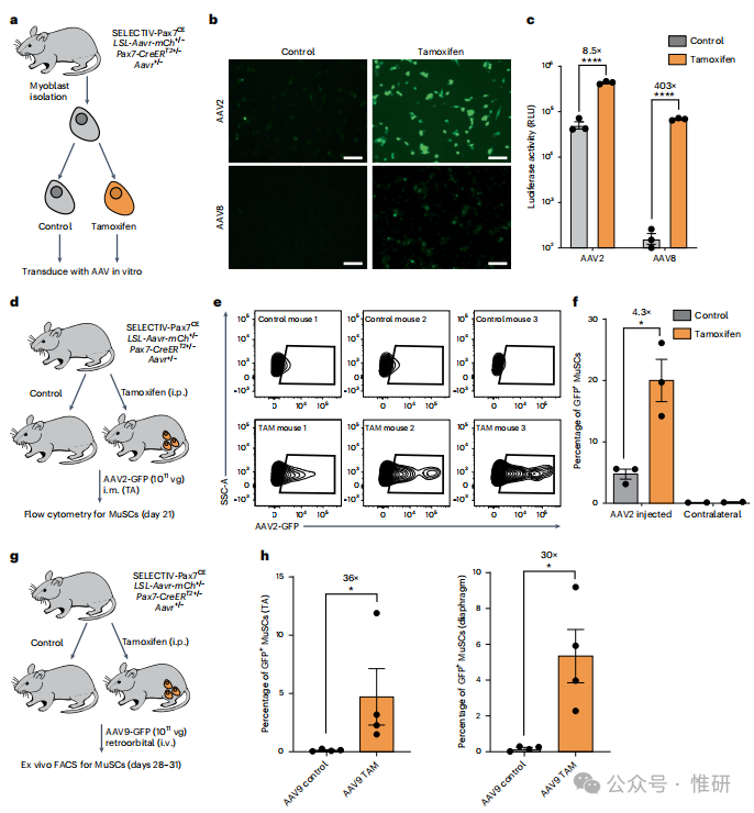 Nature|通过工程受体表达在小鼠体内硬接线组织特异性AAV转导的文献分析 - 知乎