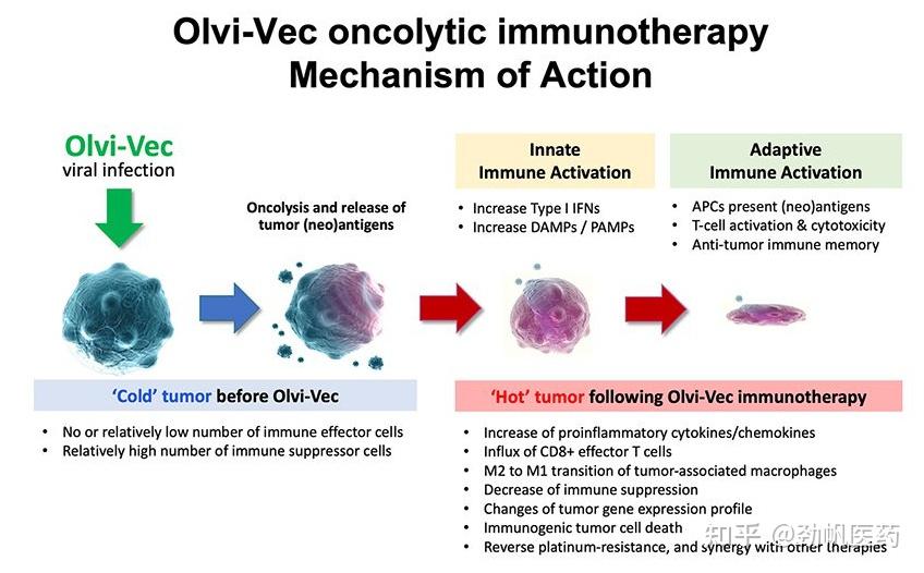 【溶瘤病毒】牛痘病毒（VACV/VV） - 知乎