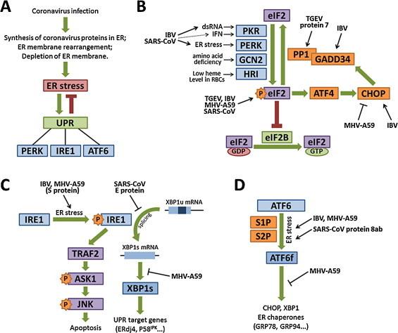 新冠肺炎和ISR（综合应激反应） - 知乎