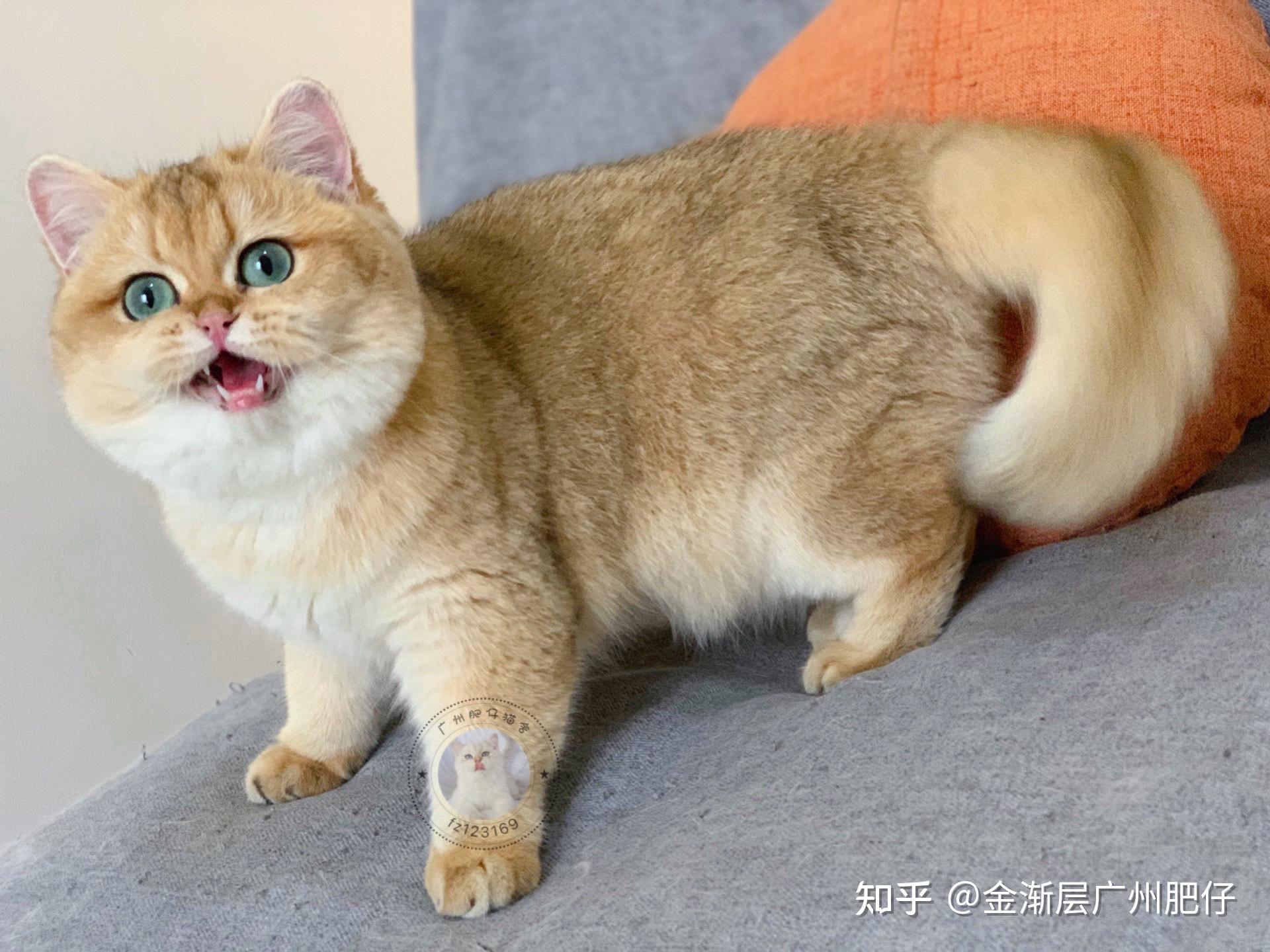 新手如何鉴别金渐层色号NY25、NY11、NY12的区别? - 知乎