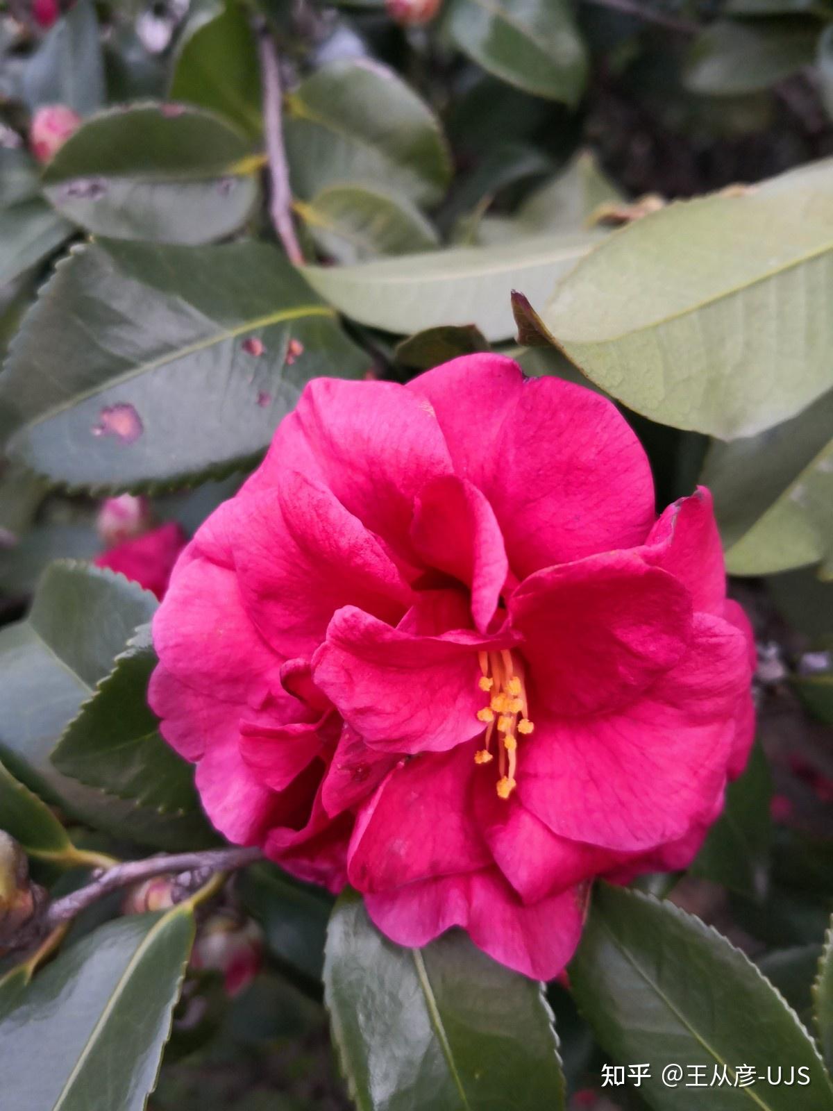 撷一枝春色 染一梦芳华——外来植物茶梅 知乎 3108