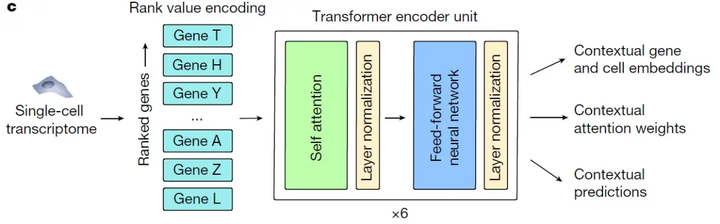 基于昇腾适配基因表达预测模型Geneformer - Splendid2025 - 博客园
