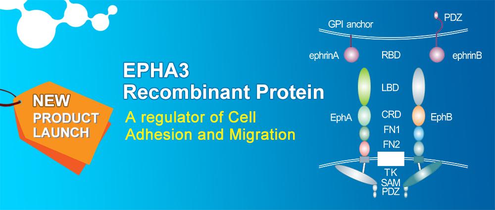 EphA3--细胞粘附和迁移的调节器 - 知乎
