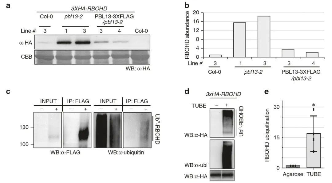 蛋白质翻译后修饰之间的Crosstalk - 知乎