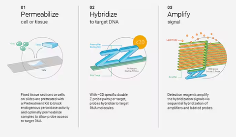 RNAscope Probe；C1通道靶探针 - 知乎