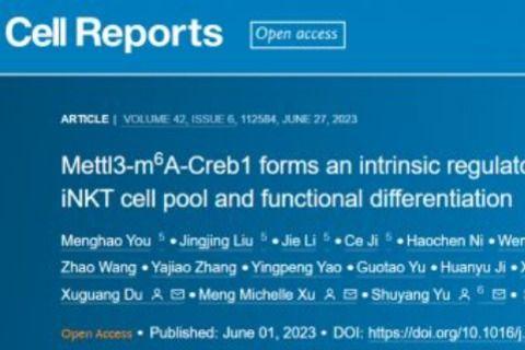揭示Mettl3在调控iNKT细胞发育和分化过程中的重要功能 - 知乎