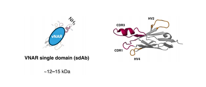 鲨鱼抗体vNAR | 靶向胞内溶酶体蛋白酶CTSS的新策略 - 知乎