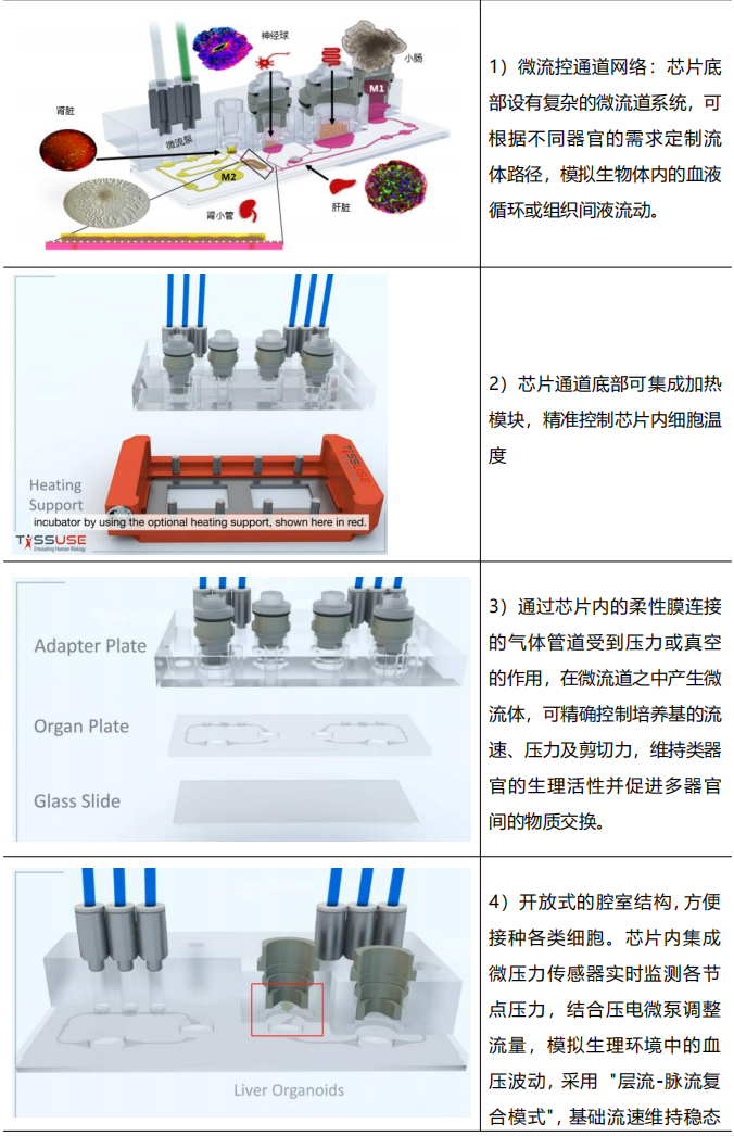 产品解析|第32期： HUMIMIC——芯片上的“人体” - 知乎