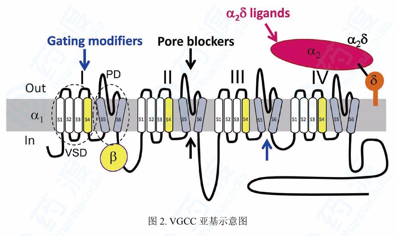 药渡看靶点赛道系列04——CACNA2D靶点全球研发格局分析 - 知乎