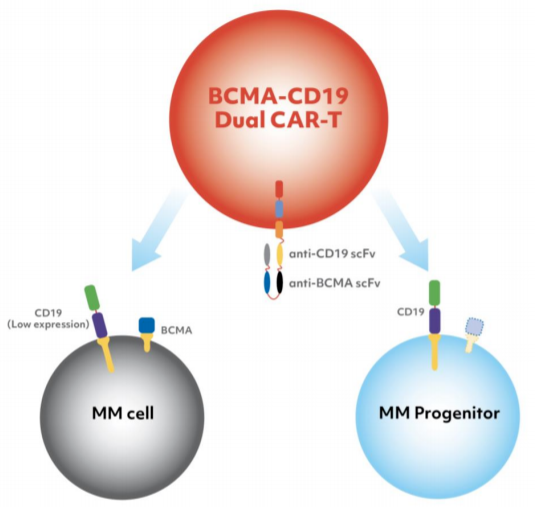 西比曼全资子公司双靶点CAR-T IND获批，盘点国内相关进展 - 知乎
