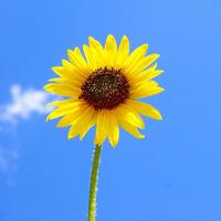 ICH E2D(R1)权威更新："批准后安全性数据：个例安全性报告管理和报告的定义和标准"指南草案 - 知乎