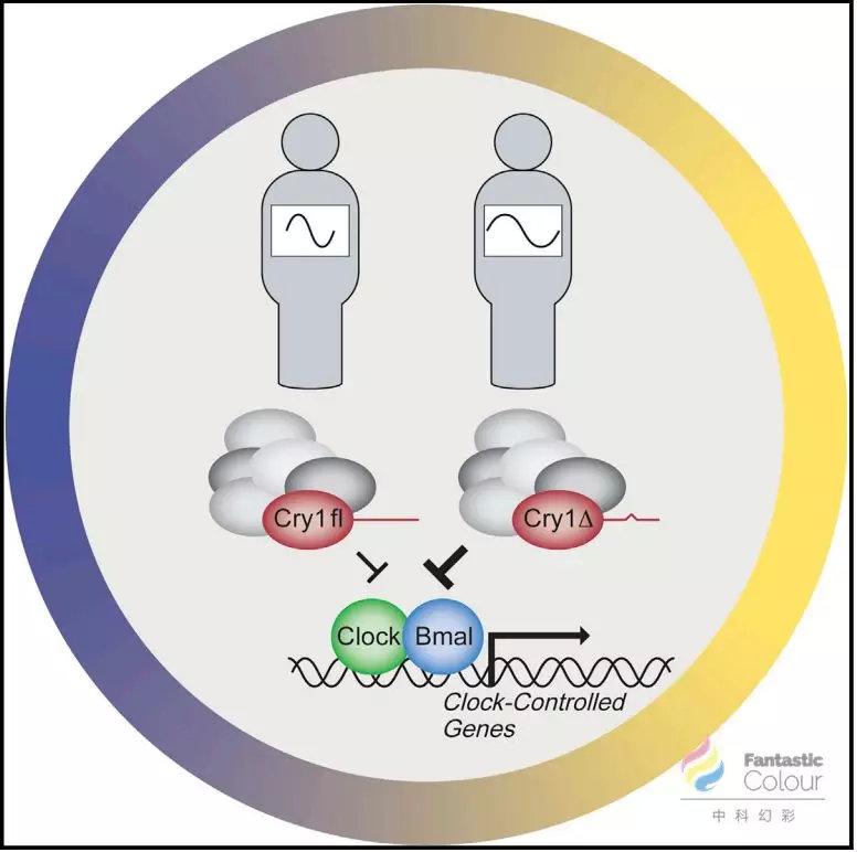 TOC/Scheme/GA傻傻分不清楚：一篇干货告诉你，投稿中该怎么准备 - 知乎