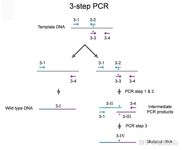 如何利用PCR进行基因定点突变？ - 知乎