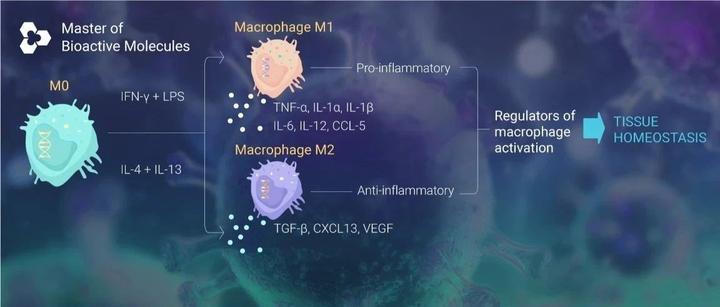 巨噬细胞变形记：激活和分化指南 |MedChemExpress (MCE) - 知乎
