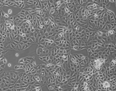 细胞攻略 | PK-15(猪肾细胞)细胞培养教程（尚恩生物） - 知乎
