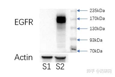 KRAS与EGFR联合，双靶向治疗优势明显 - 知乎