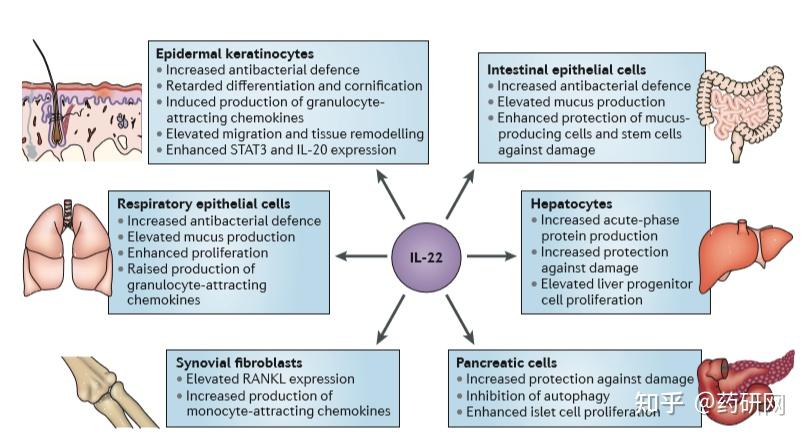靶点梳理：白细胞介素-22 (IL-22) - 知乎