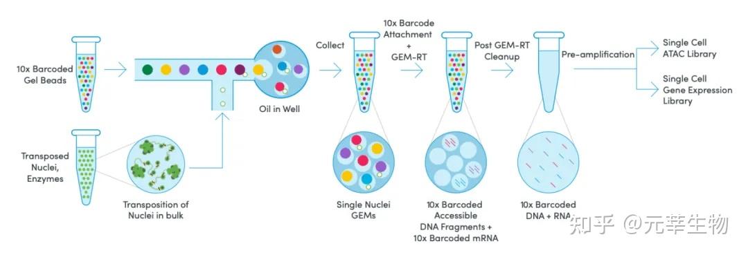 技术介绍| 单细胞多组学（一）：Multiome（ATAC + Gene Expression） - 知乎