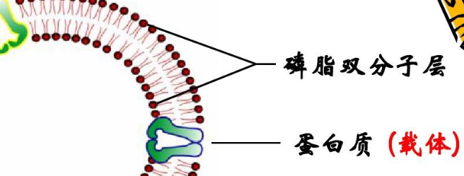 DTPA-PEG-DLPS，NOTA-PEG-DLPS，双功能配体PEG磷脂PS - 知乎