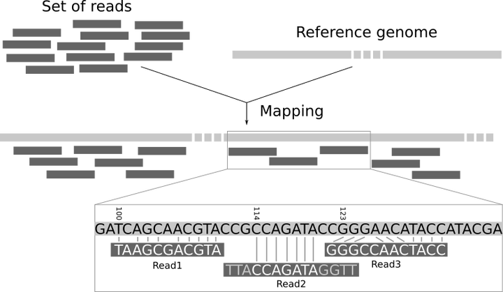Mapping 和 Alignment 的区别 - 知乎