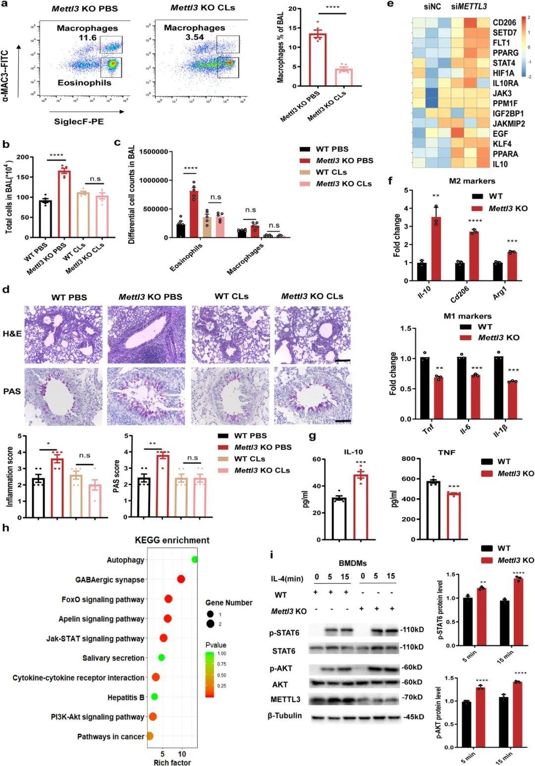 Nat Commun丨南模生物助力揭示m6A修饰在过敏性哮喘气道炎症中调控巨噬细胞稳态的新机制 - 知乎