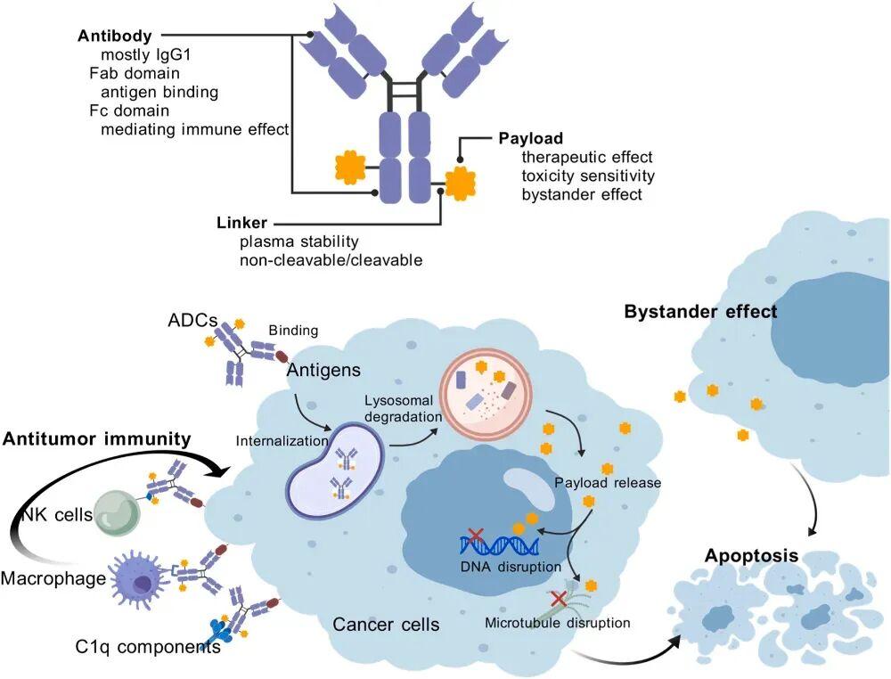ADC耐药，该如何破解？ - 知乎