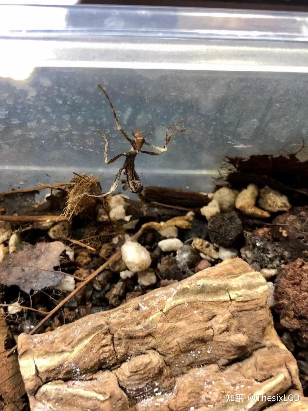 不全变态的昆虫有哪些？ - 知乎