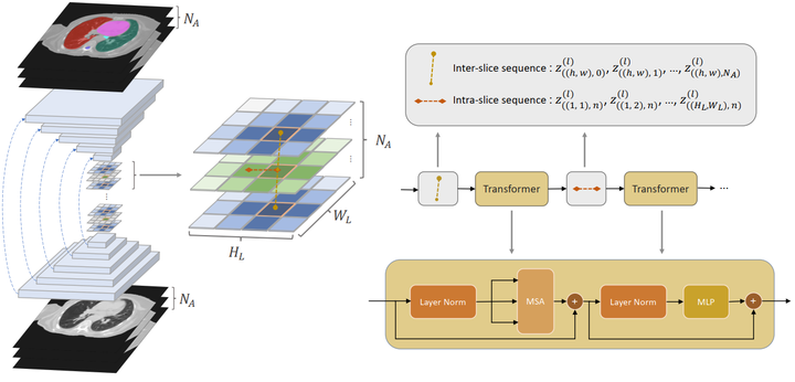 AFTer-UNet:医学图像分割的轴向融合Transformer UNet - 知乎 AFTer-UNet:医学图像分割的轴向融合Transformer UNet - 知乎