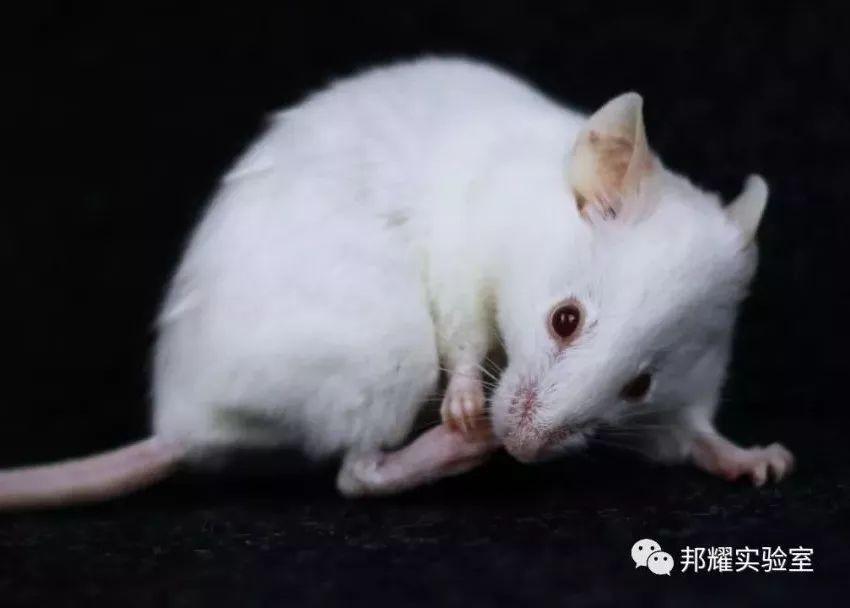为什么你的实验小鼠是C57BL/6？他们却在用BALB/c - 知乎