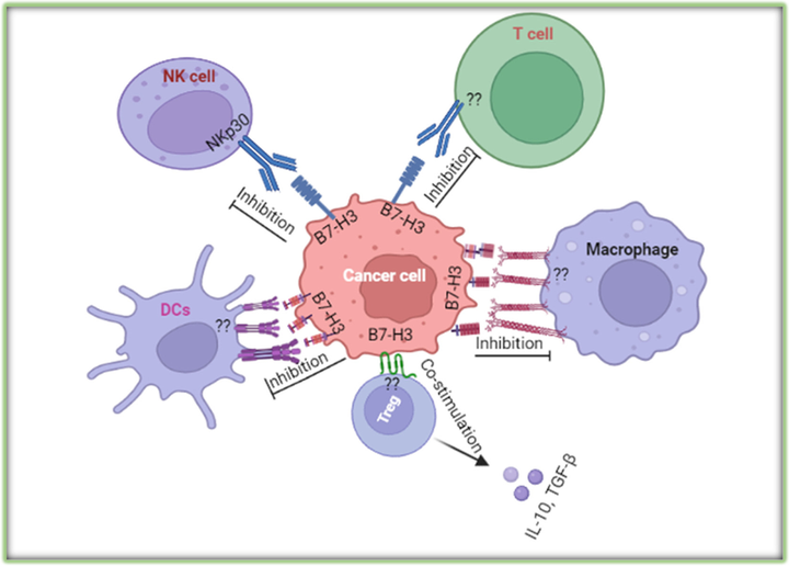B7-H3：肿瘤免疫治疗热门靶点 - 知乎