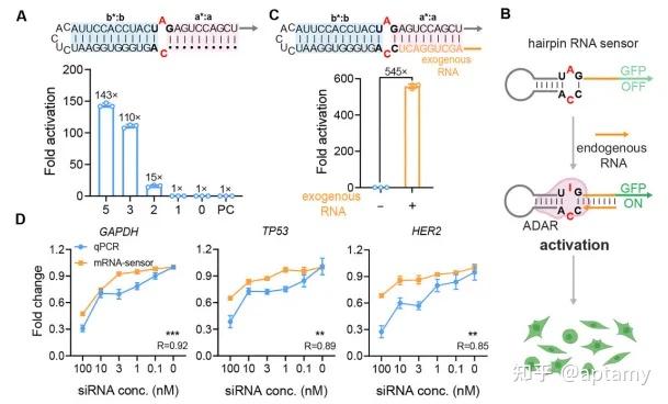 首次报道！新型 RNA 传感器，突破传统 ADAR 传感器局限 - 知乎