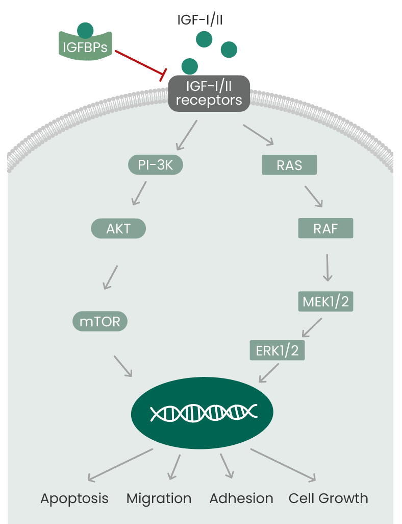 IGFBP：病理性疾病和癌症生物标志物 - 知乎