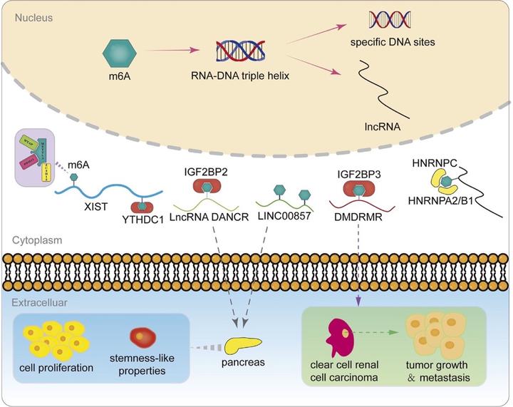 综述 | m6A修饰在肿瘤相关的lncRNA调控机制研究 - 知乎