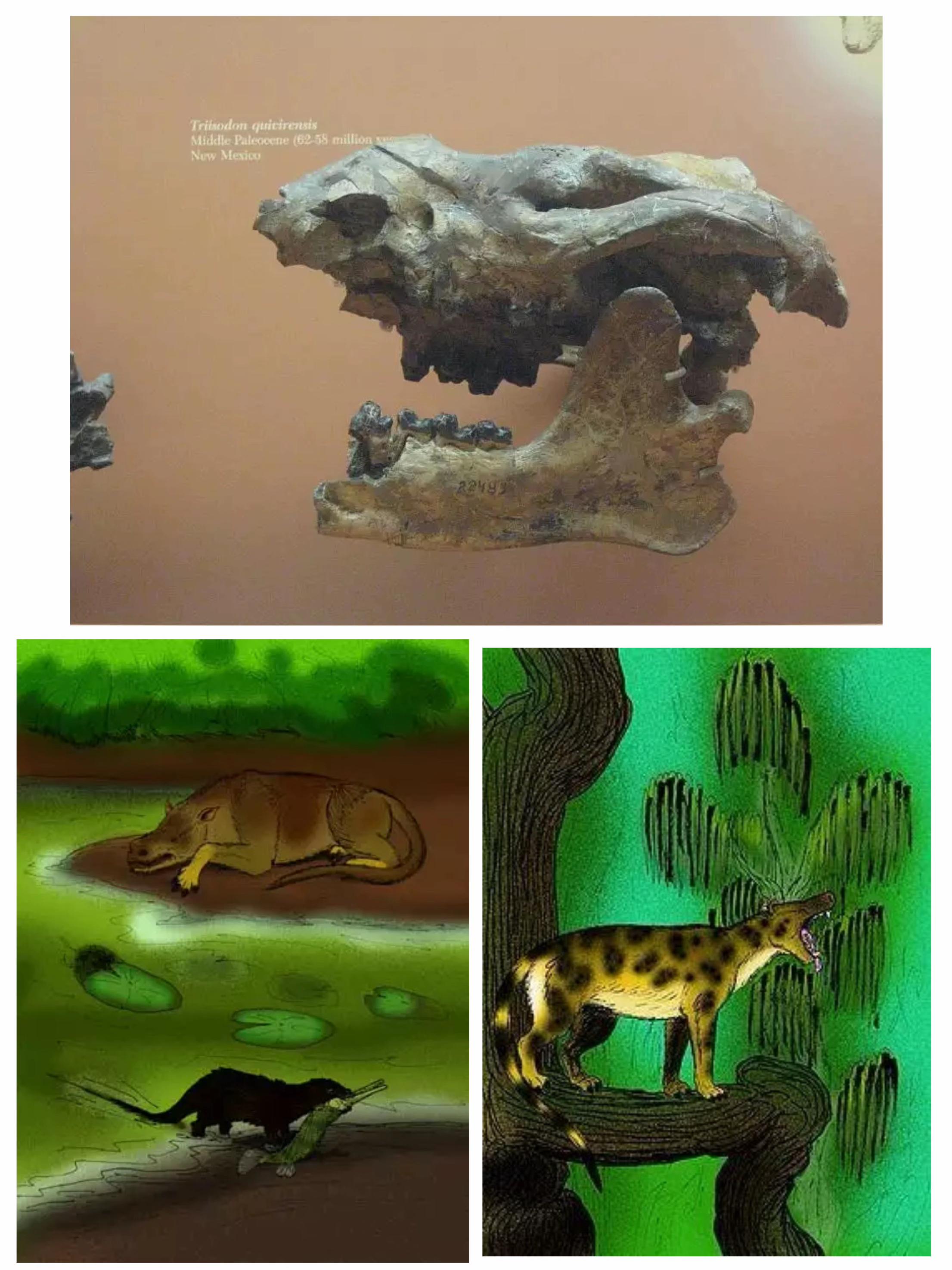 真兽类已灭绝的目分别属于真兽亚纲的哪个总目？ - 知乎