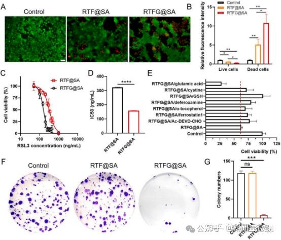 IF：11.2在线发表！四川大学华西医院团队：新型水凝胶利用铁死亡促进抗肿瘤免疫力！ - 知乎