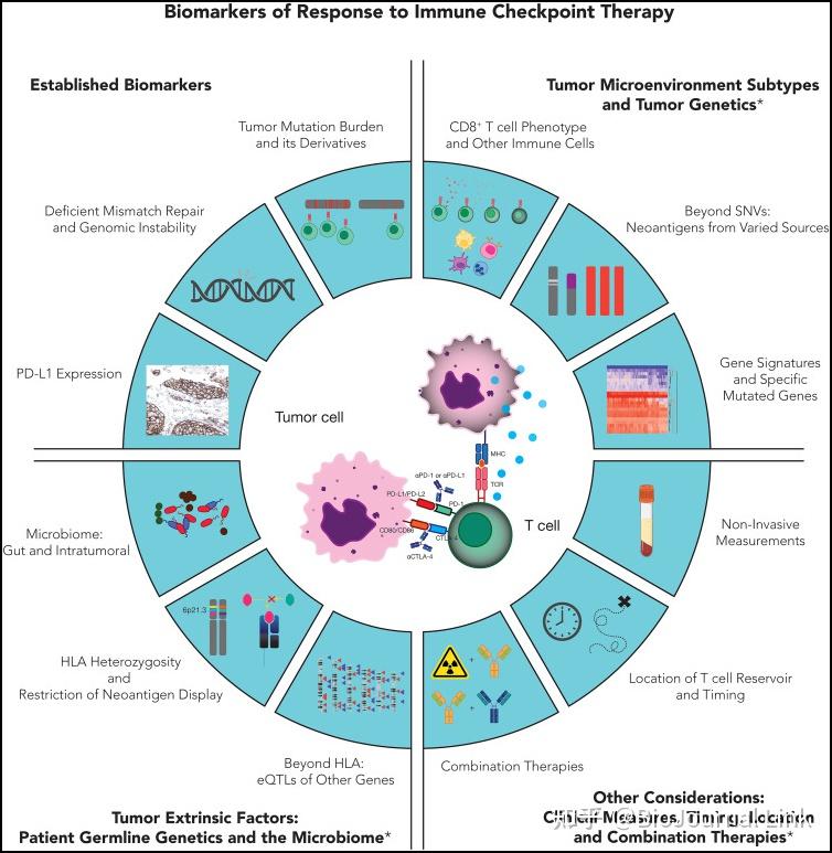 综述 | Cancer.Cell | 探索已建立和新兴的免疫检查点抑制剂治疗生物标志物 - 知乎