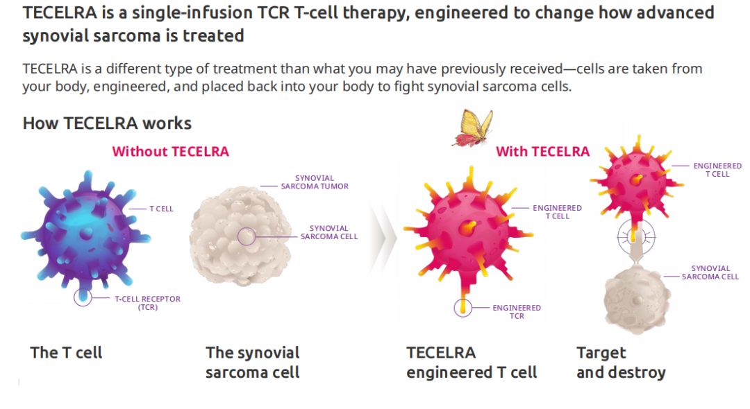 【Nature Biotechnology】TCR T细胞疗法最终战胜了实体瘤 - 知乎