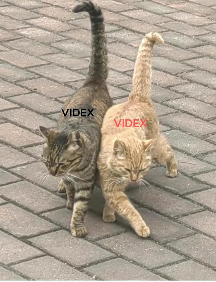 德国留学签证 两种VIDEX别弄混了噢！ - 知乎