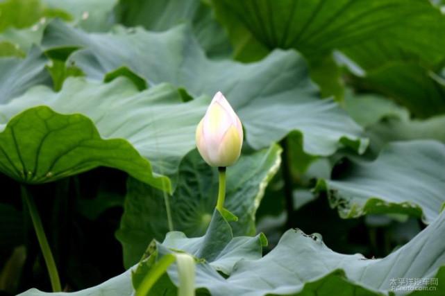 上座部佛教内观修行的起点——观呼吸-毗婆舍那（Vipasana） - 知乎