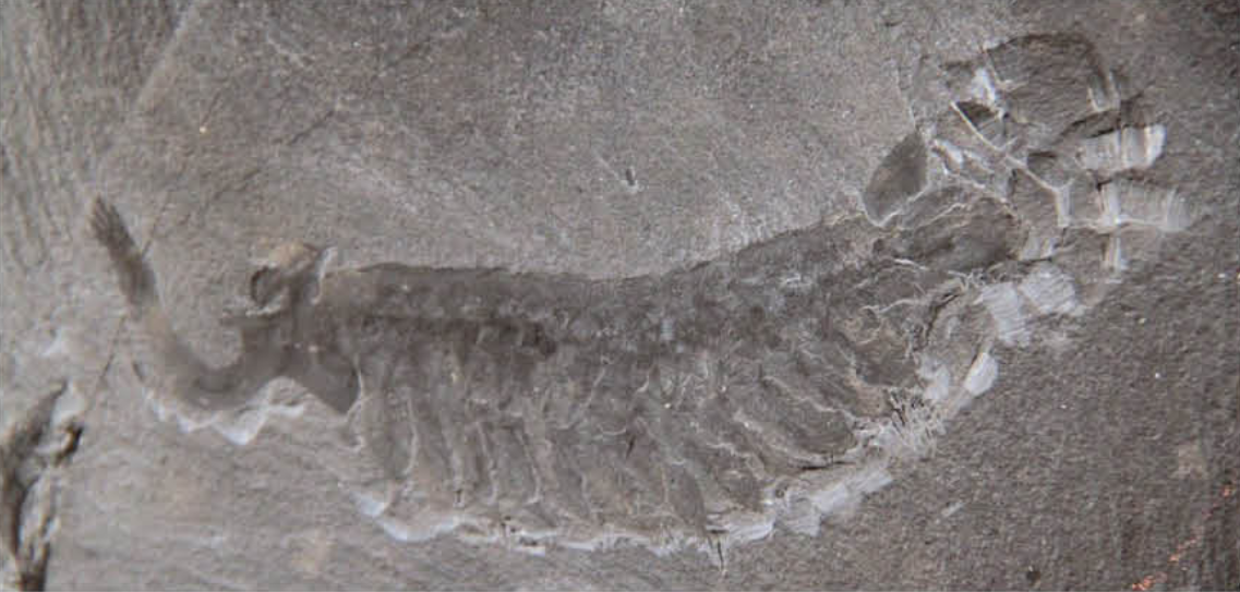 寒武纪都有哪些生物？ - 知乎